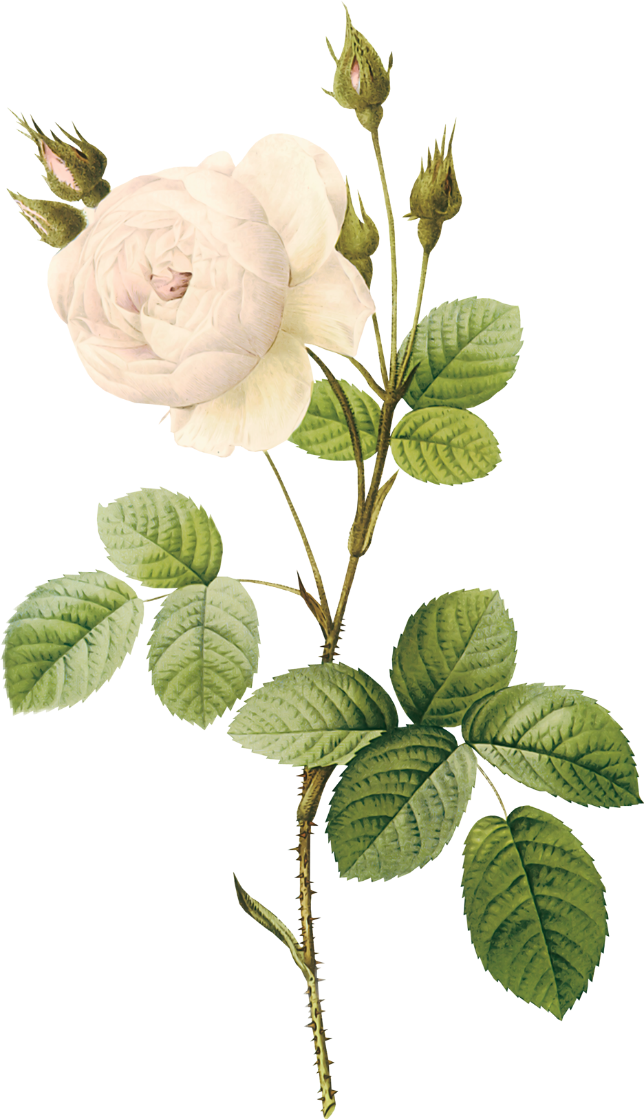 Rose Stem Leaves Leaf Freetoedit rose Sticker By leeanne05