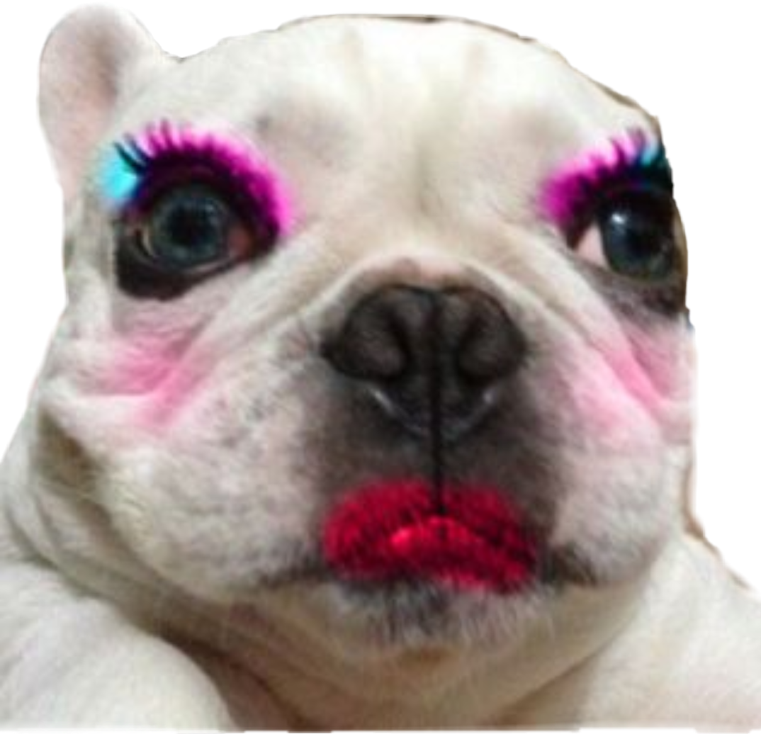 Makeup For Dogs | Makeupview.co