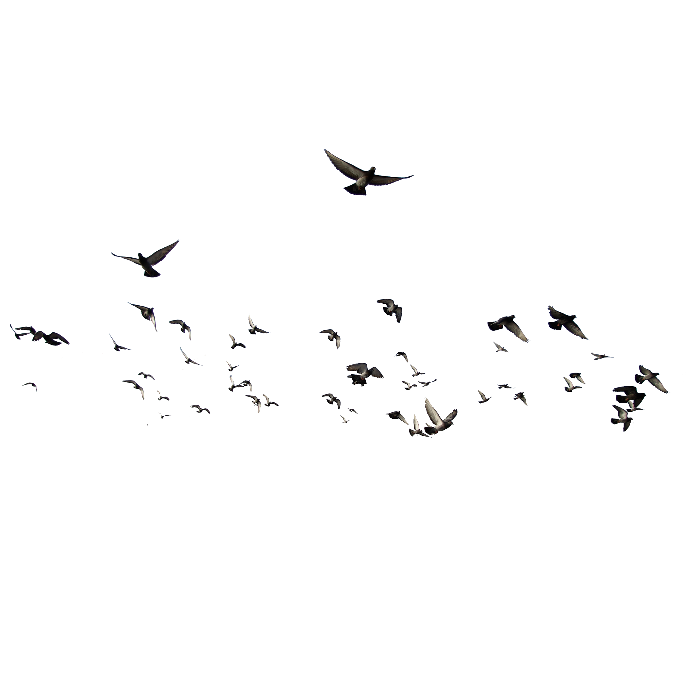 Picsart Bird Png - Infoupdate.org